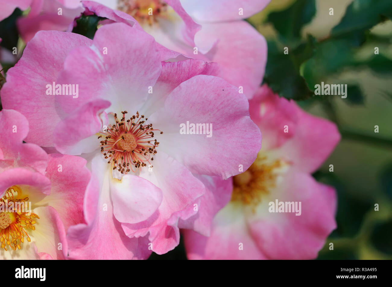 Wildrose garden hi-res stock photography and images - Alamy