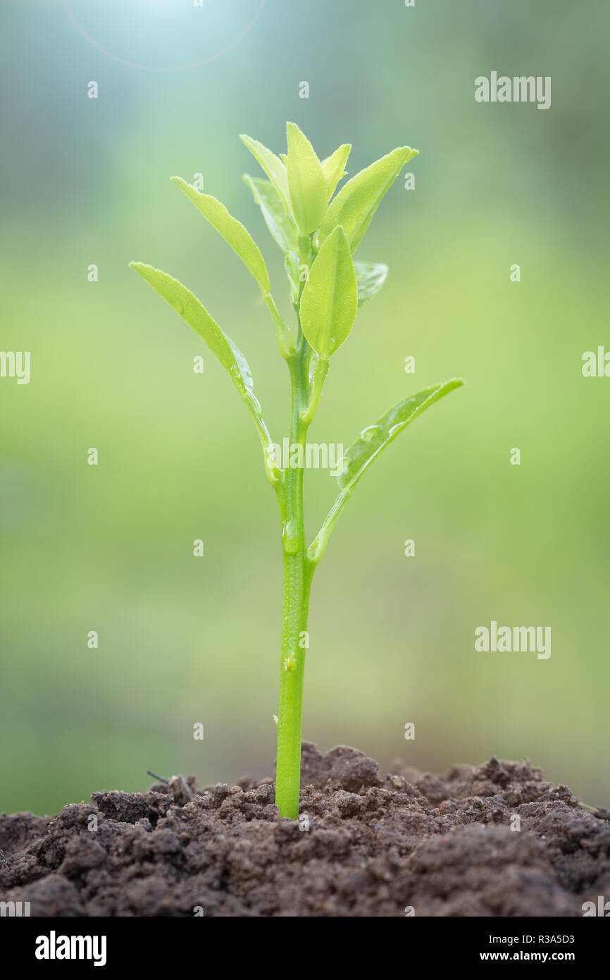 Jump start project hi-res stock photography and images - Alamy