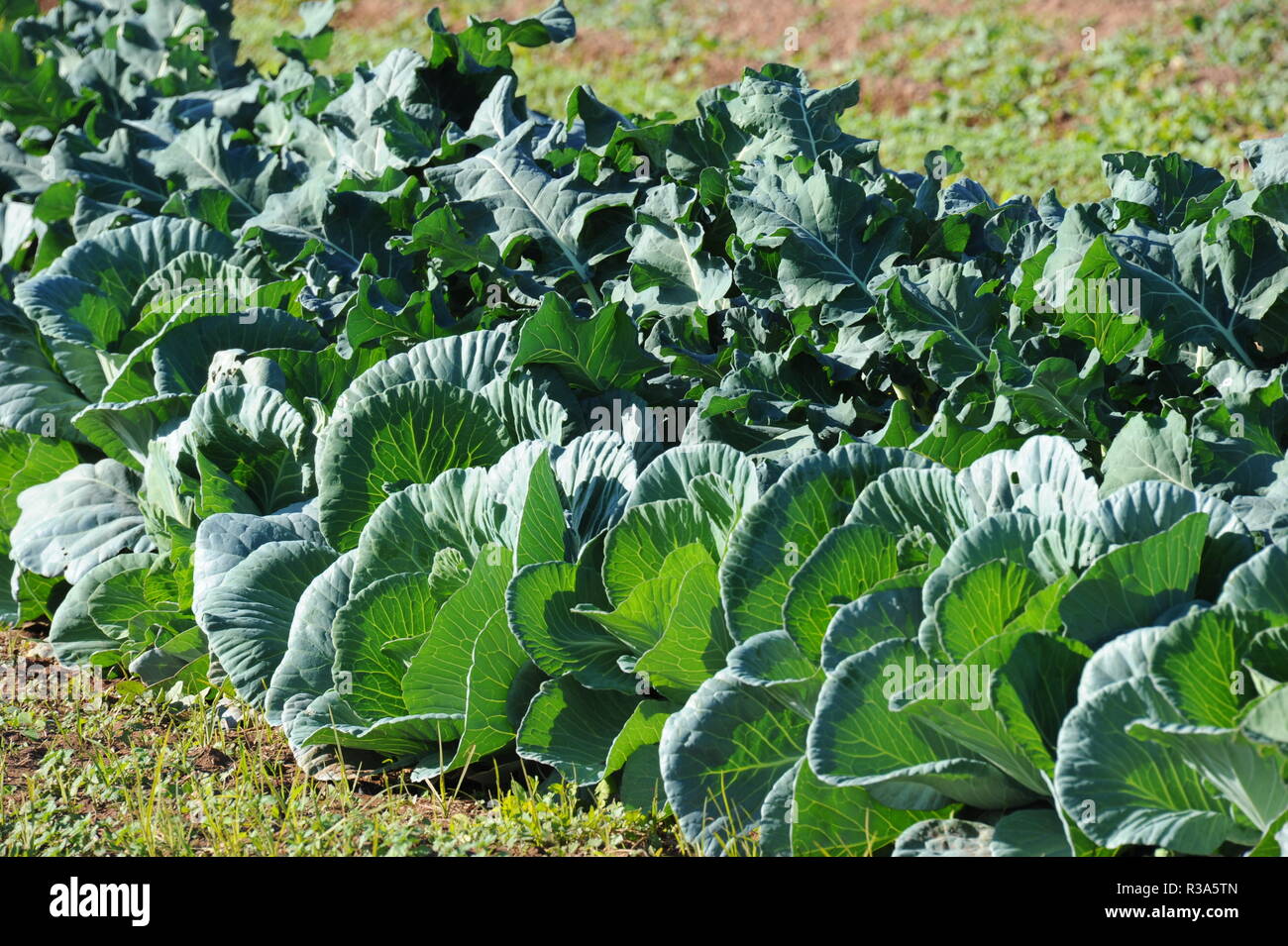 Kohlka pfe hi-res stock photography and images - Alamy