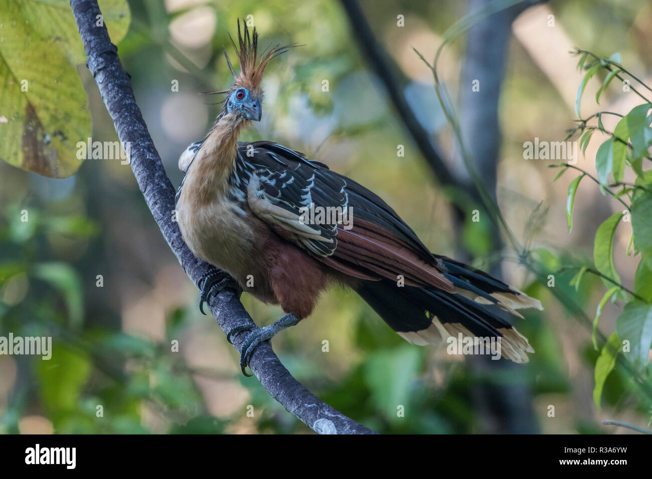 Hoatzin (Opisthocomus hoazin) is a species of bird often found around ...