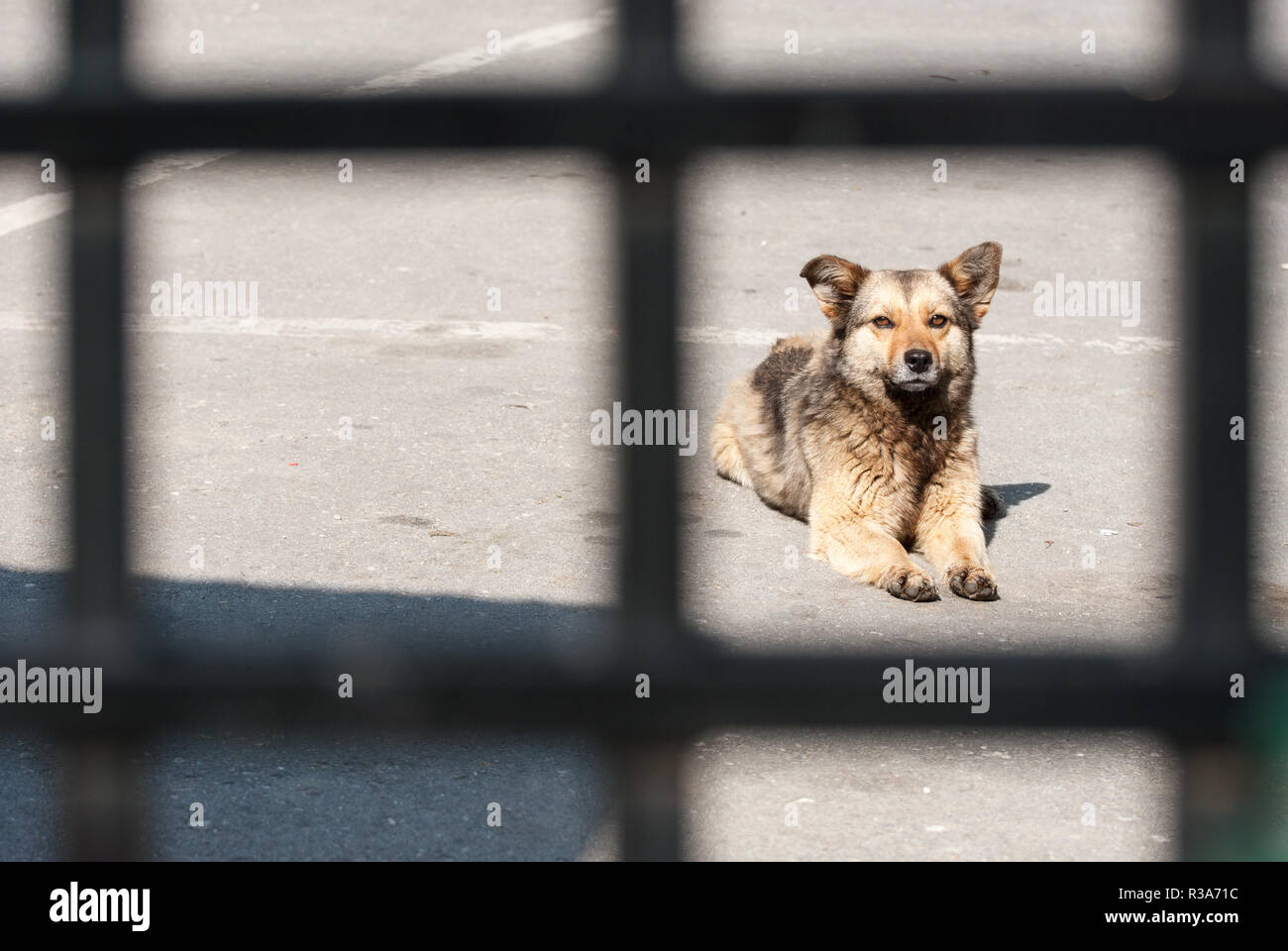 Dog captivity hi-res stock photography and images - Alamy