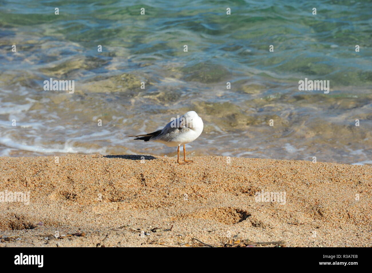 gulls the mediterranean - spain Stock Photo - Alamy