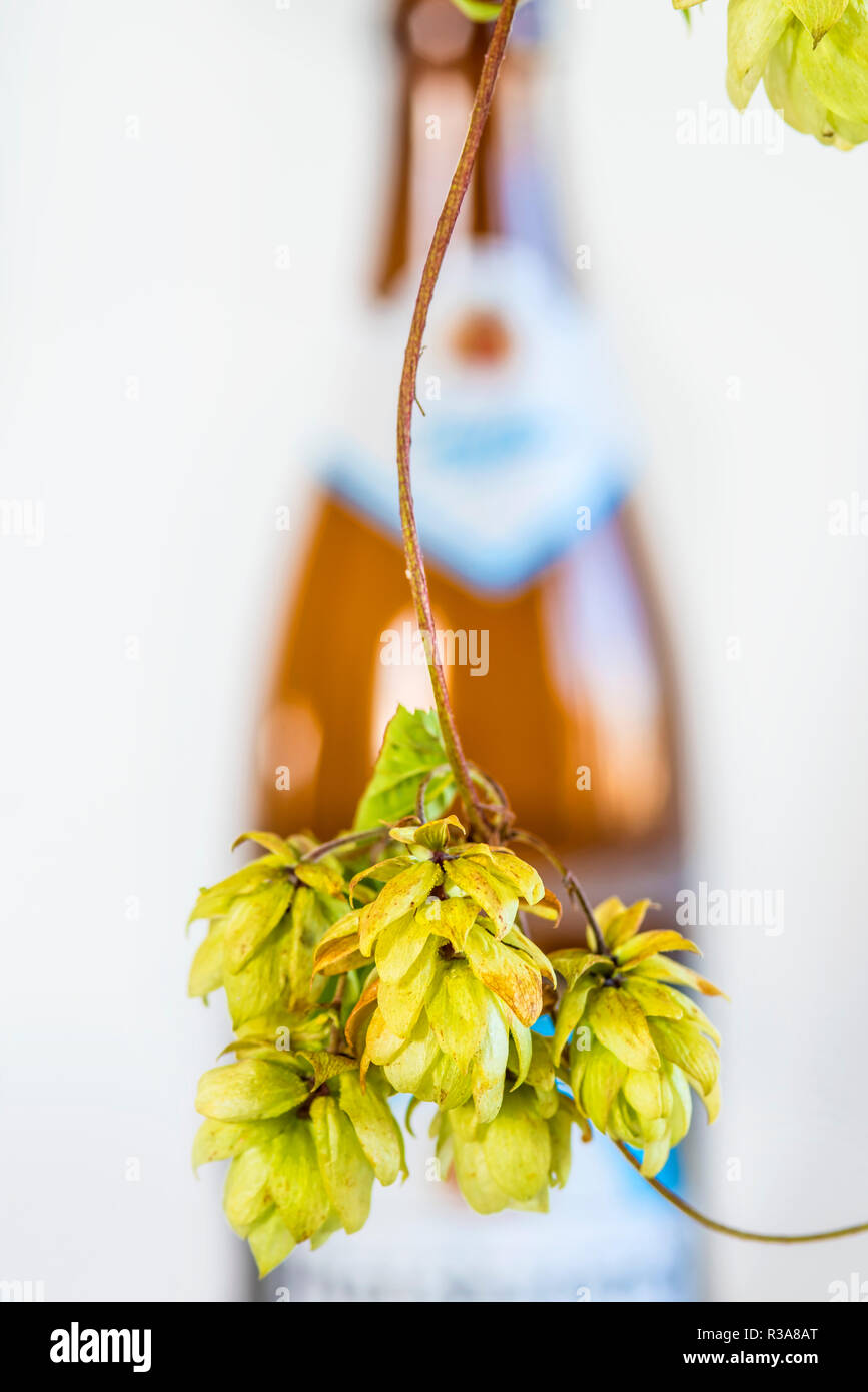 Hopfenzapfen hi-res stock photography and images - Alamy