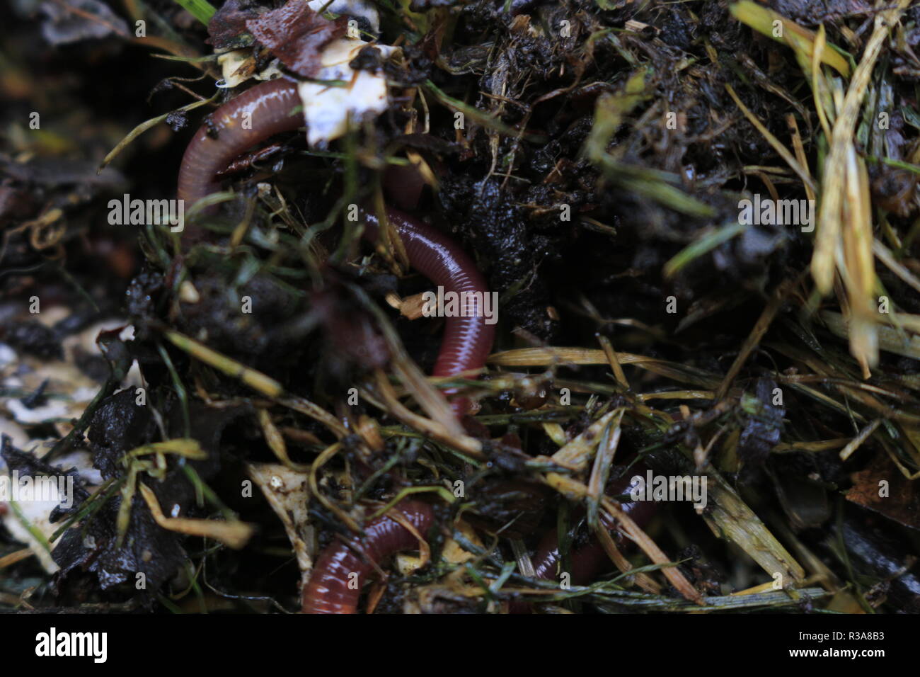 Worm in compost wiggling its way through. This is a red wiggler the ...