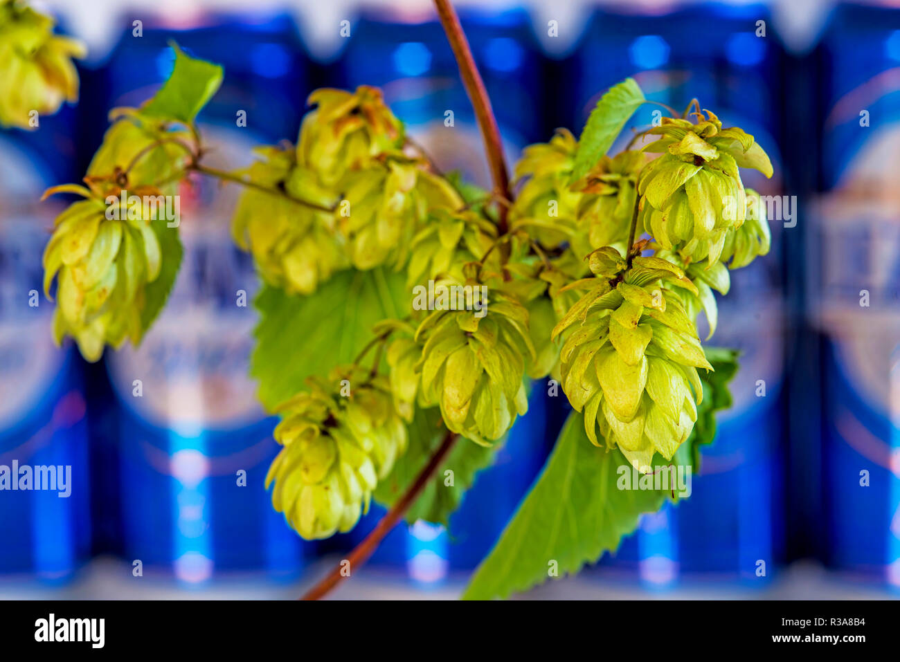 Hopfenzapfen hi-res stock photography and images - Alamy