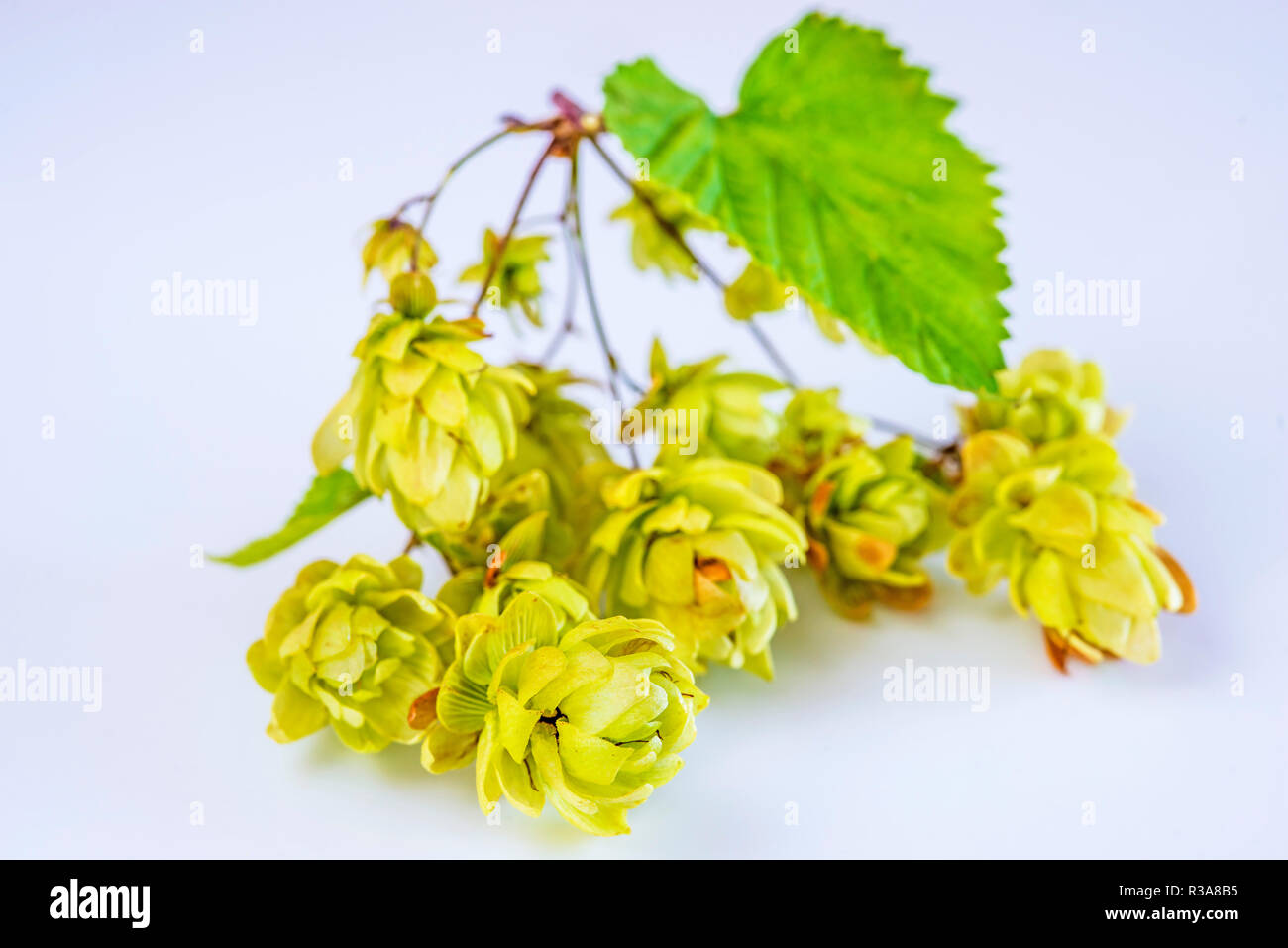 Hopfenzapfen hi-res stock photography and images - Alamy