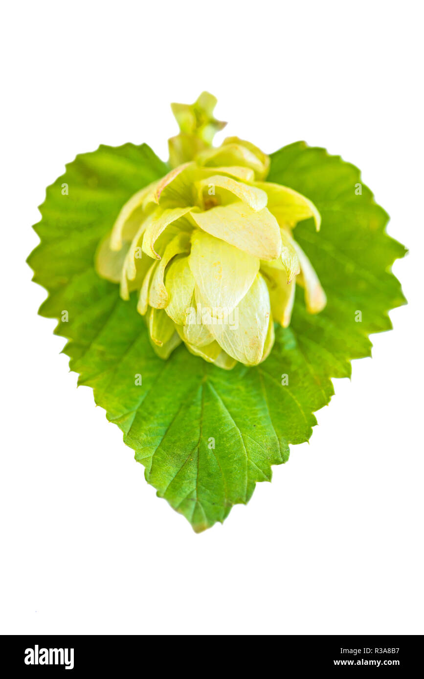 Hopfenzapfen hi-res stock photography and images - Alamy