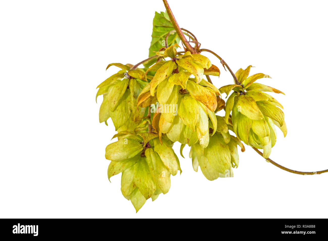 Hopfenzapfen hi-res stock photography and images - Alamy