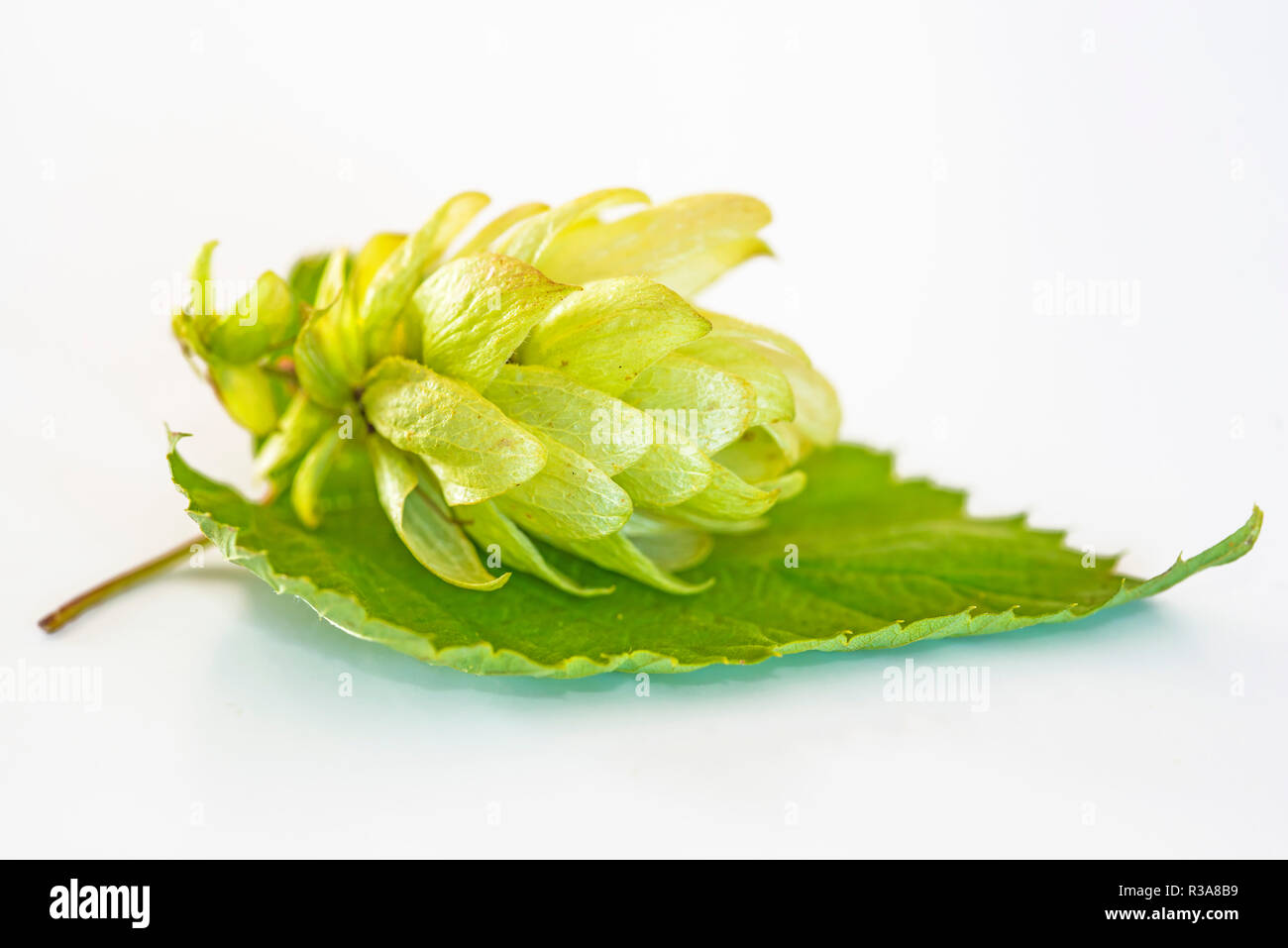 Hopfenzapfen hi-res stock photography and images - Alamy