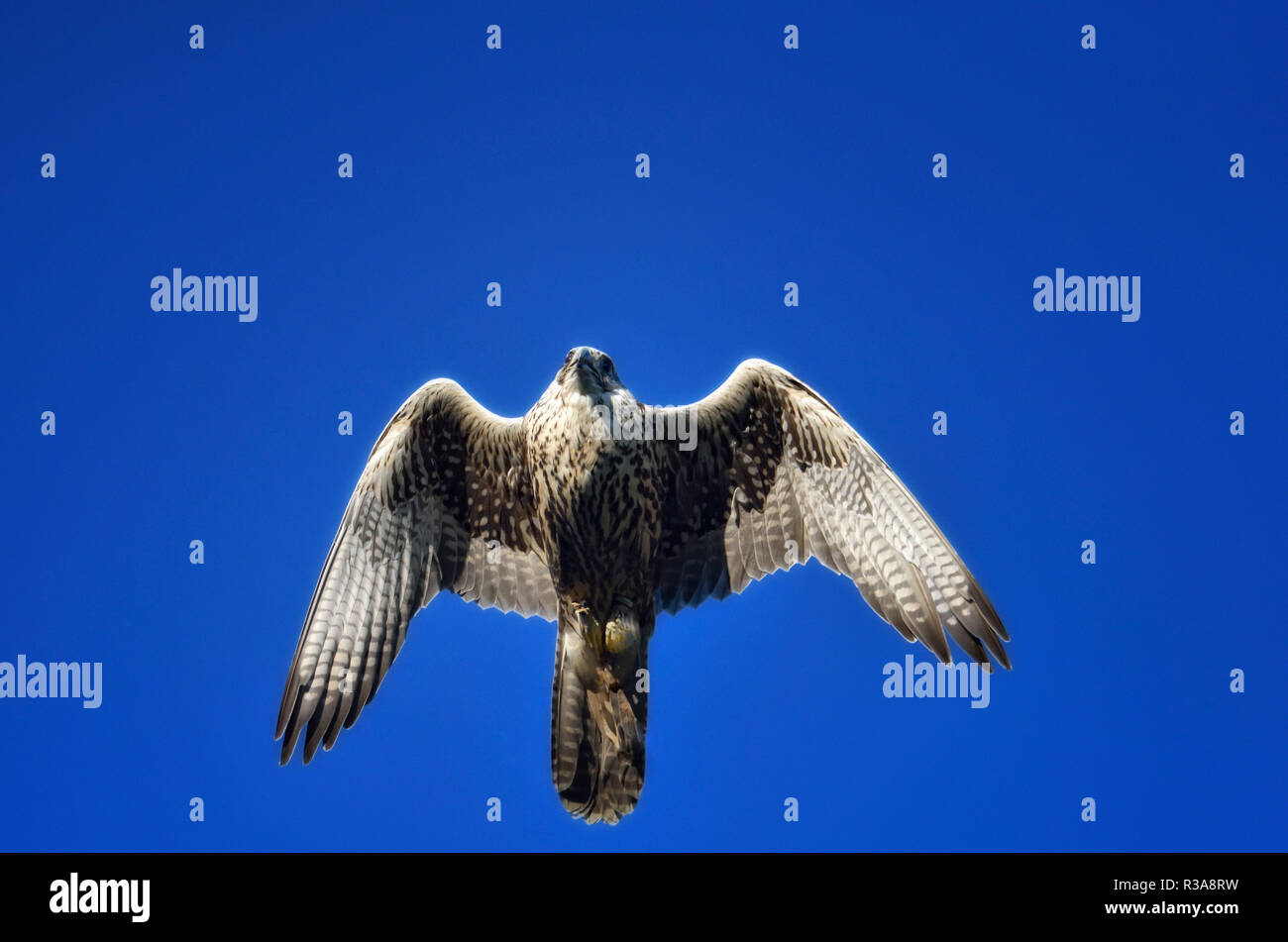 Peregrine falcon peregrine falcon bird of prey flight fly flying hi-res ...