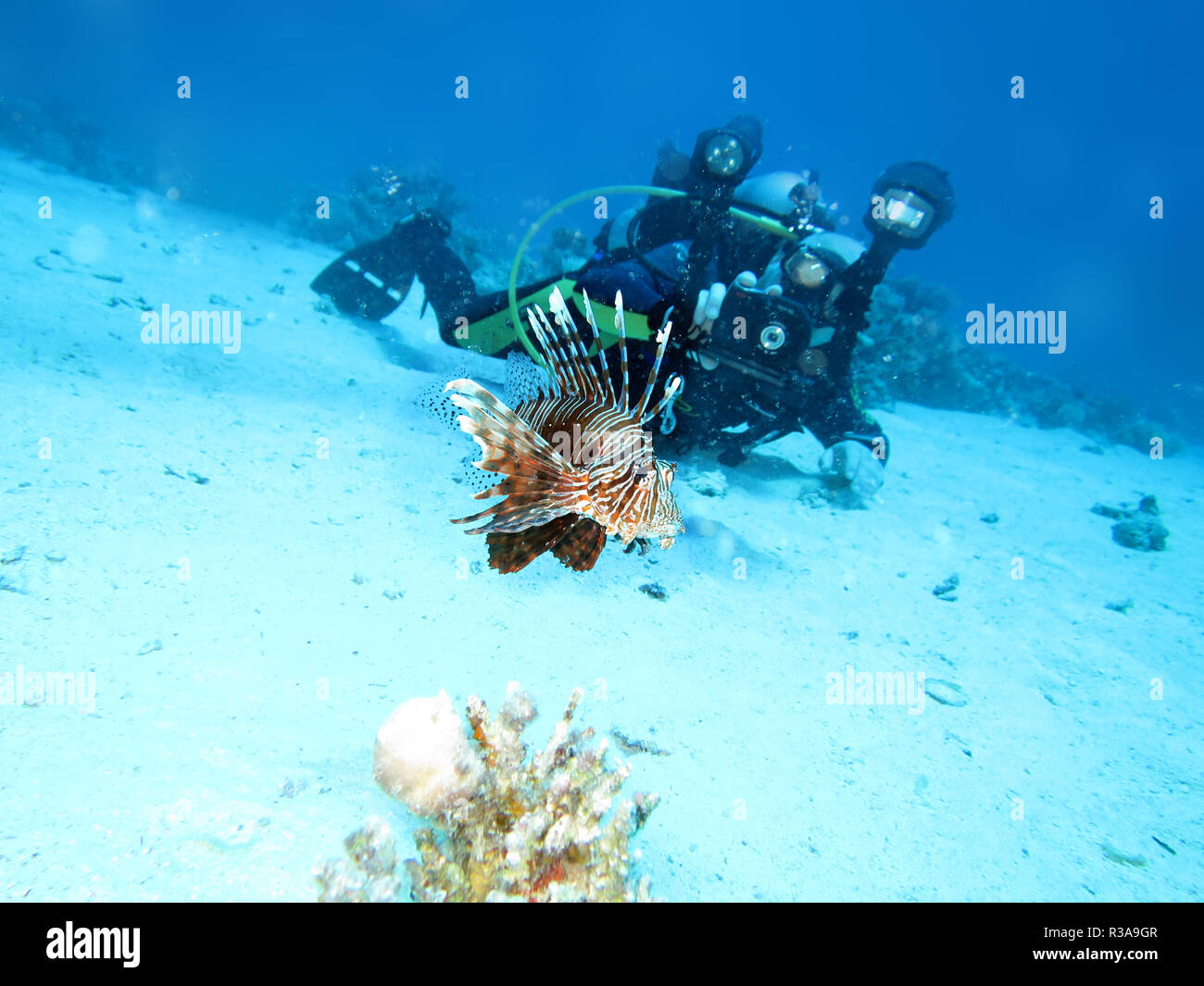 indian red fire fox Stock Photo - Alamy