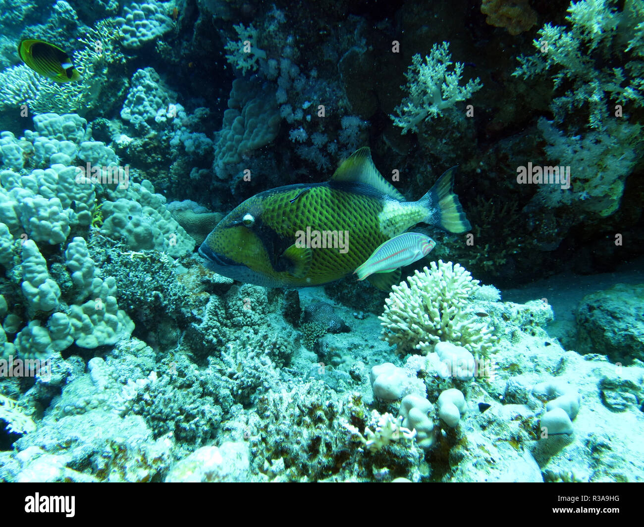 A giant triggerfish hi-res stock photography and images - Alamy