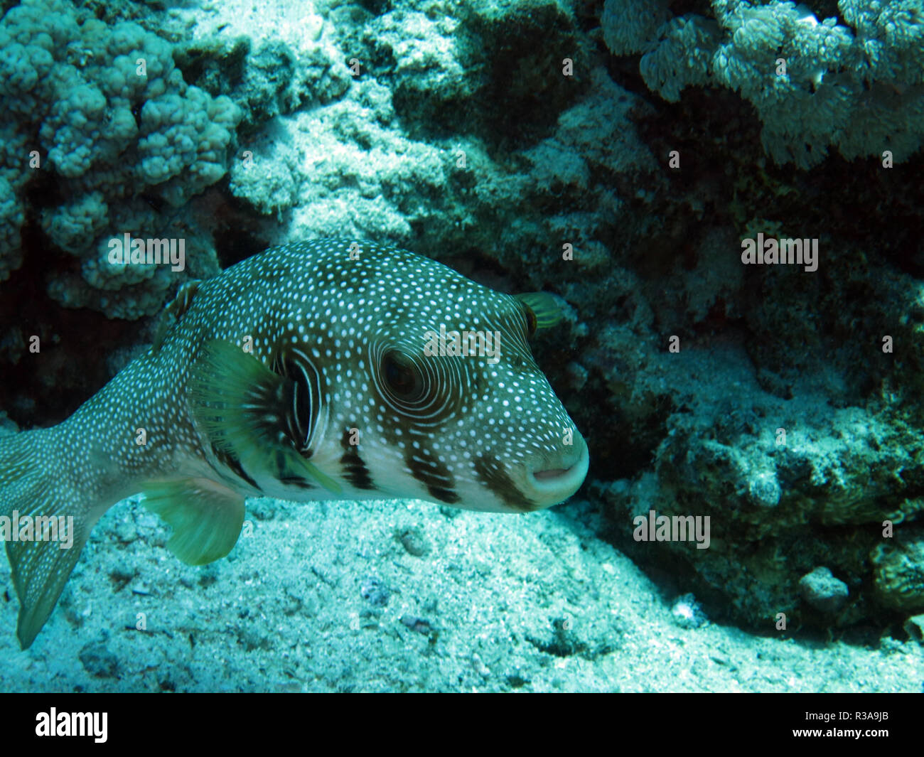 giant puffer fish Stock Photo - Alamy