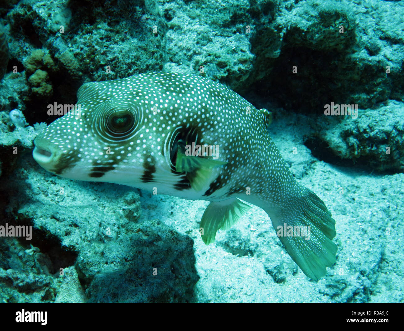 Riesenkugelfisch hi-res stock photography and images - Alamy