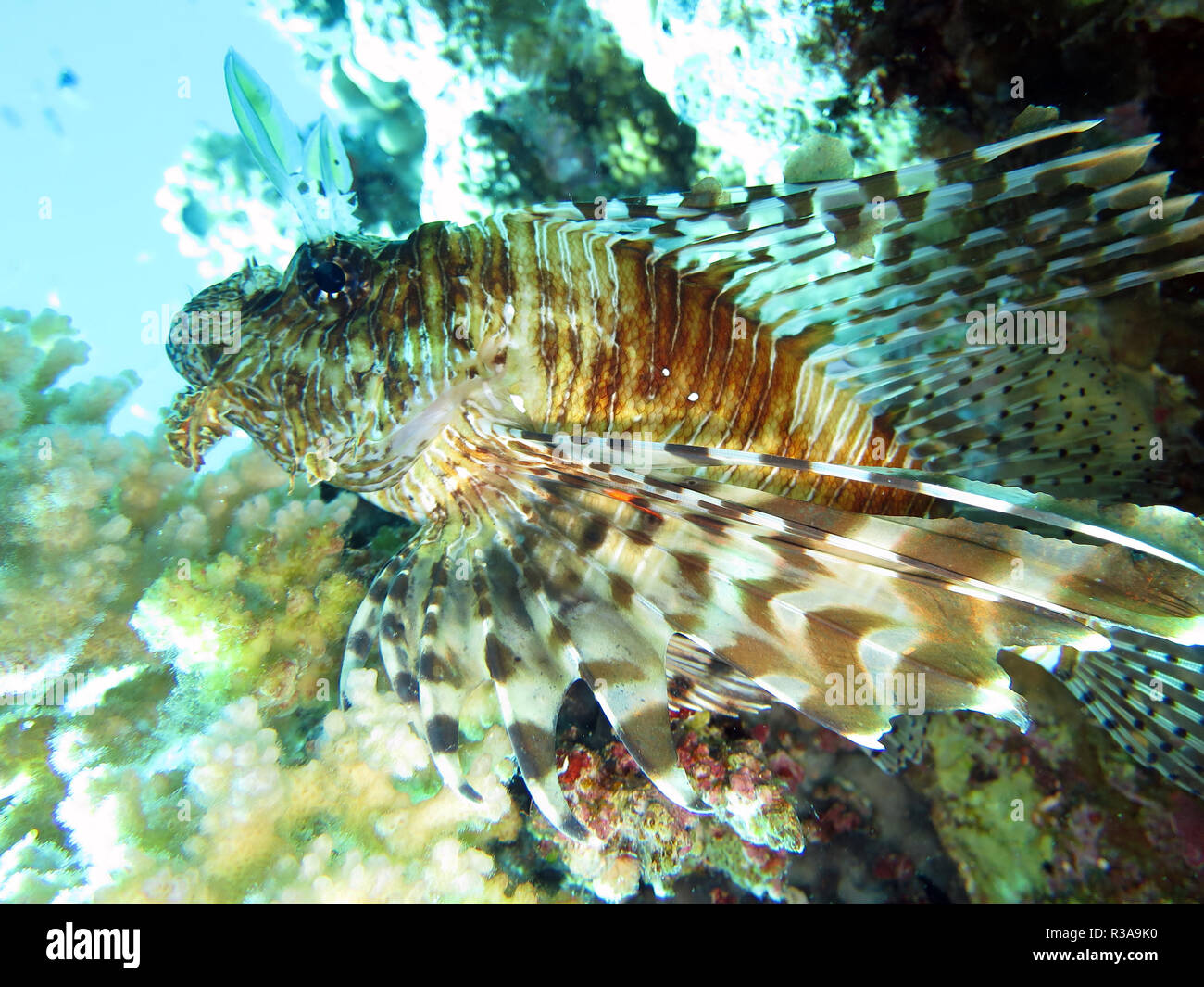 indian red fire fox Stock Photo - Alamy