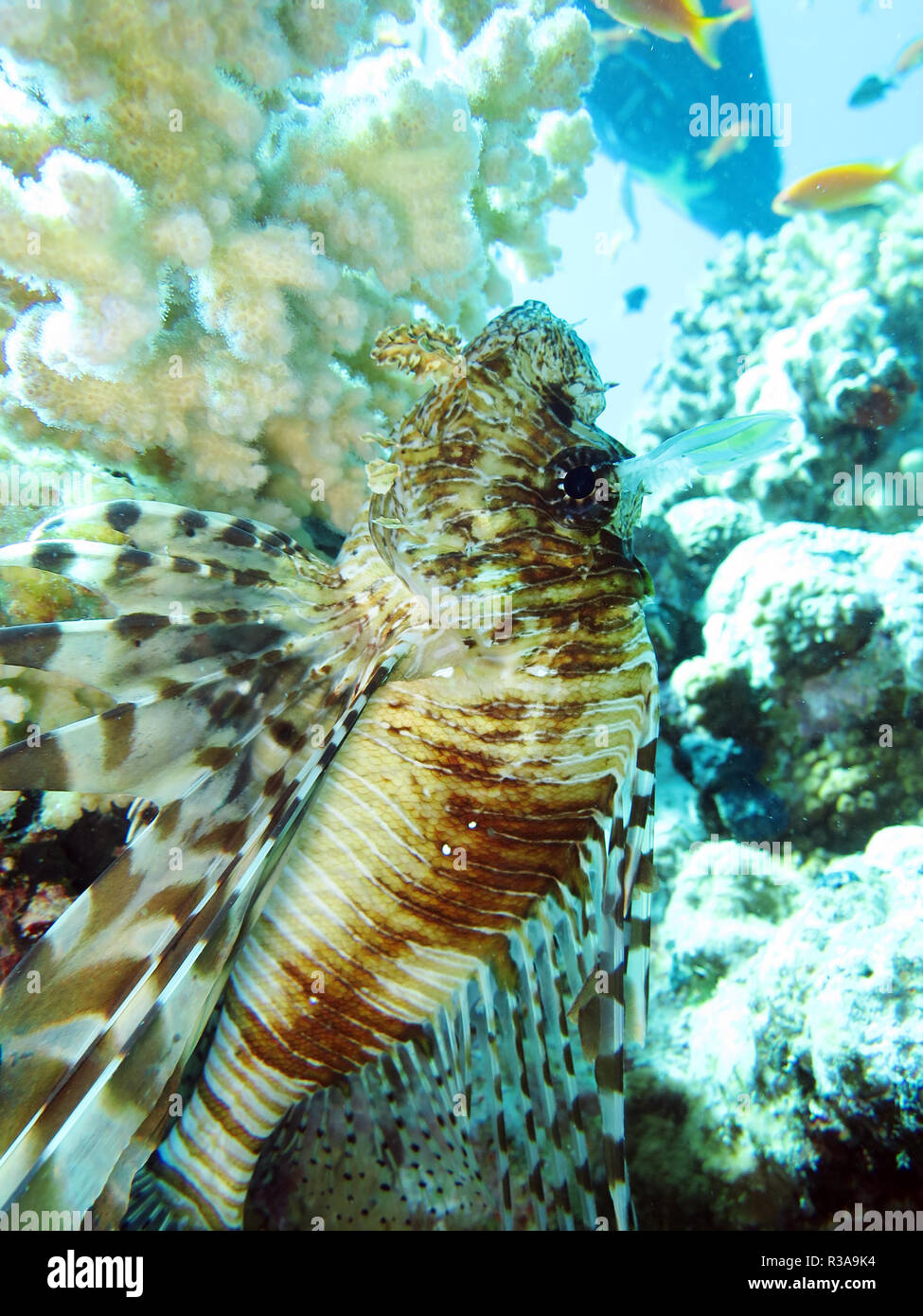 indian red fire fox Stock Photo - Alamy