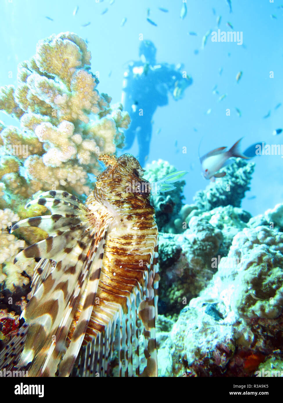 indian red fire fox Stock Photo - Alamy