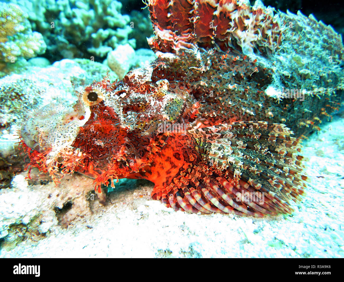 Bearded scorpionfish scorpaenopsis barbatus underwater hi-res stock ...