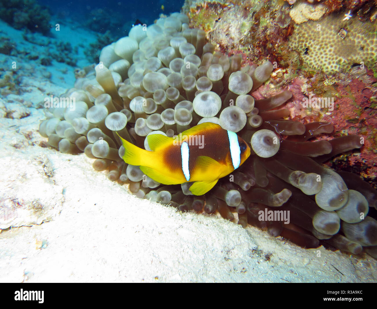 Bladder fish hi-res stock photography and images - Alamy