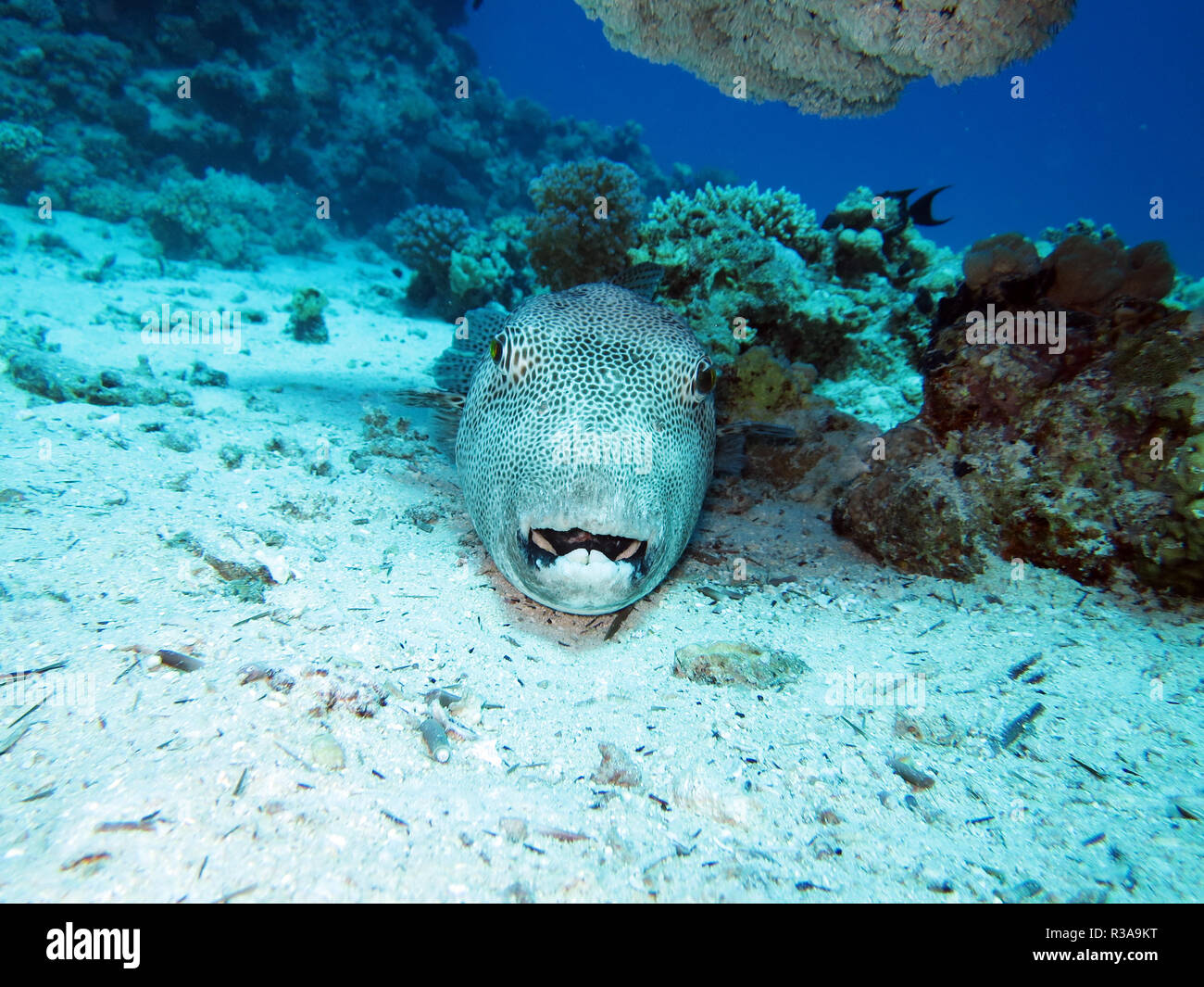 giant puffer fish Stock Photo - Alamy