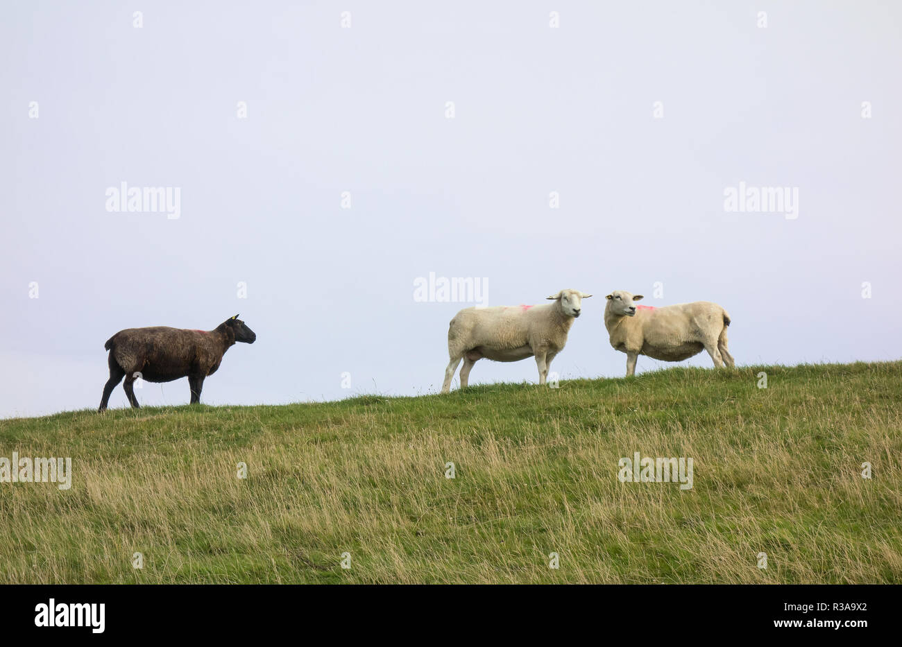 Individual sheep hi-res stock photography and images - Alamy