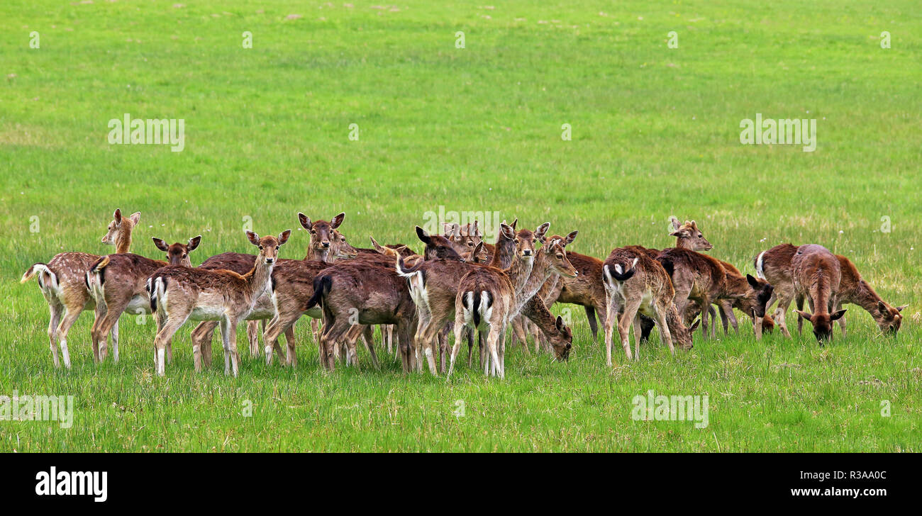 Dam deer pack Stock Photo - Alamy