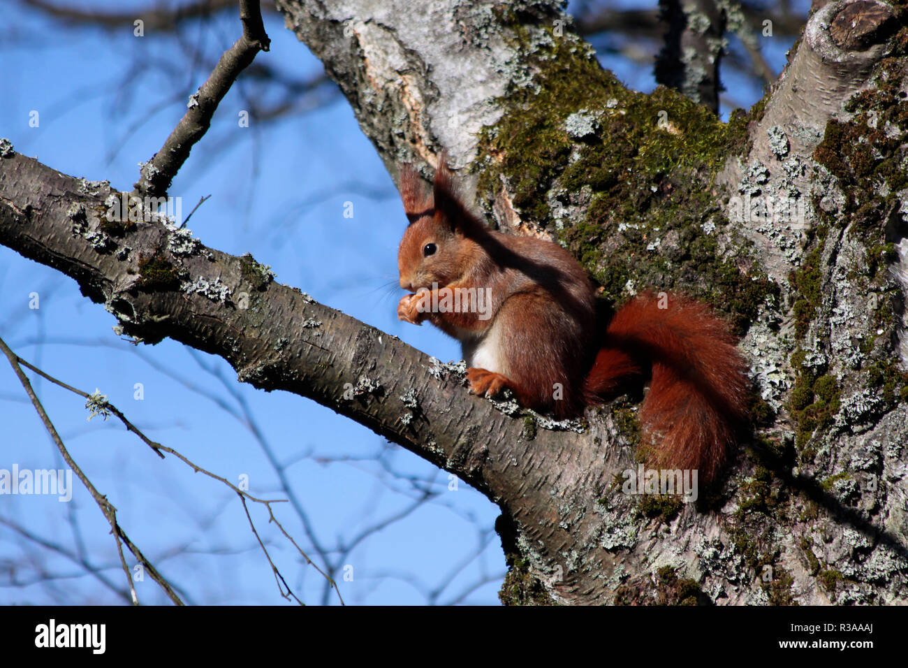 squirrel in a tree Stock Photo - Alamy
