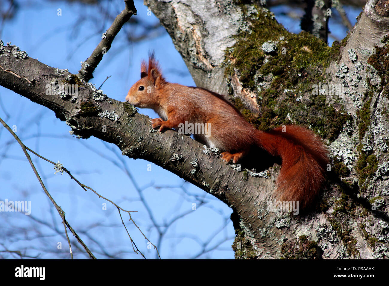 squirrel in a tree Stock Photo - Alamy