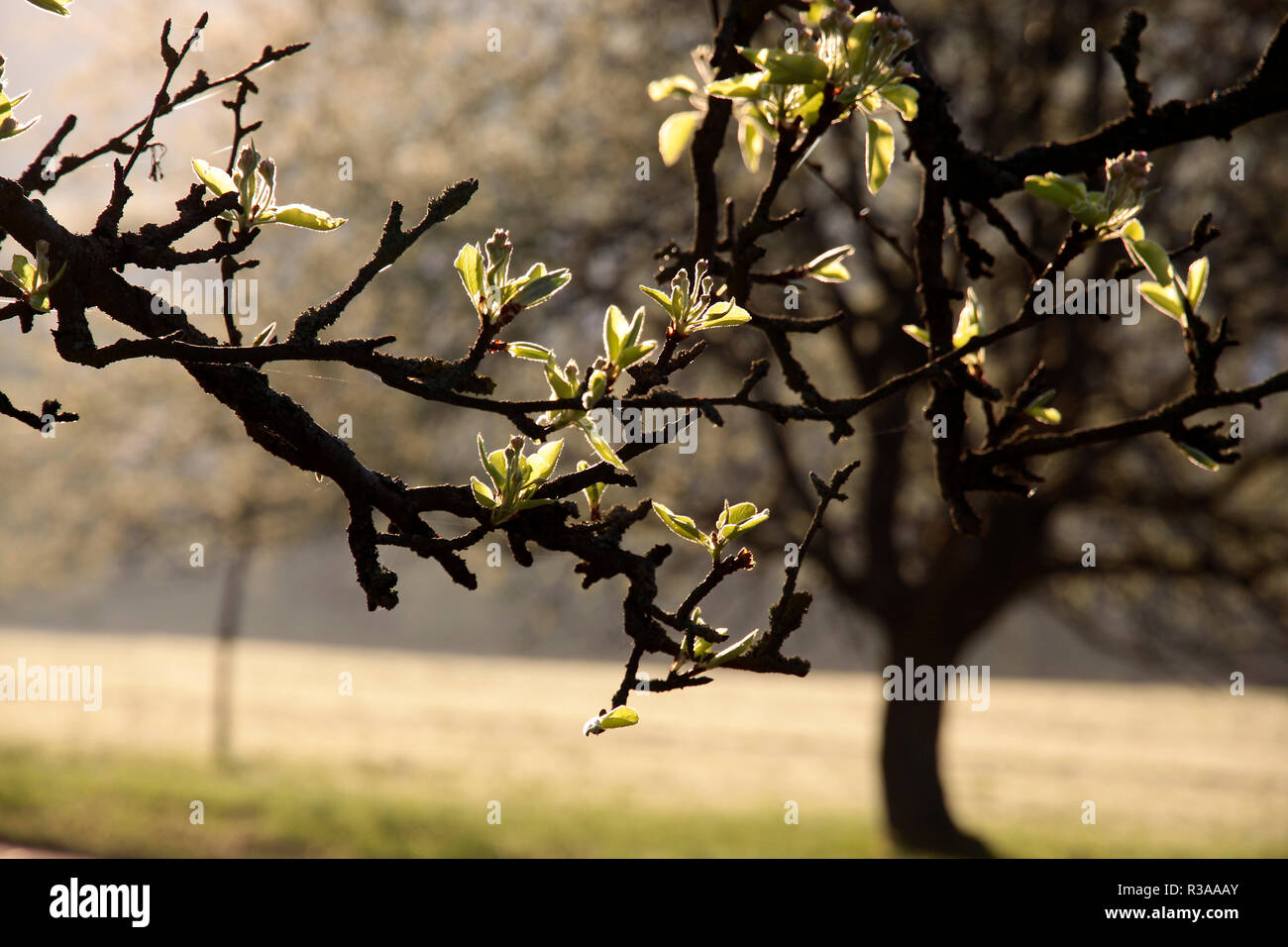 tree in spring at sunrise Stock Photo - Alamy