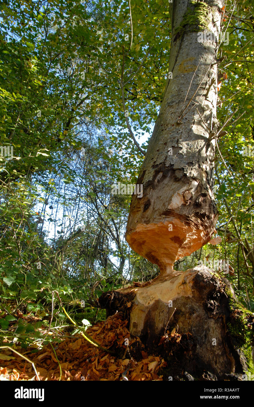 beaver feeding on a birch trunk Stock Photo - Alamy