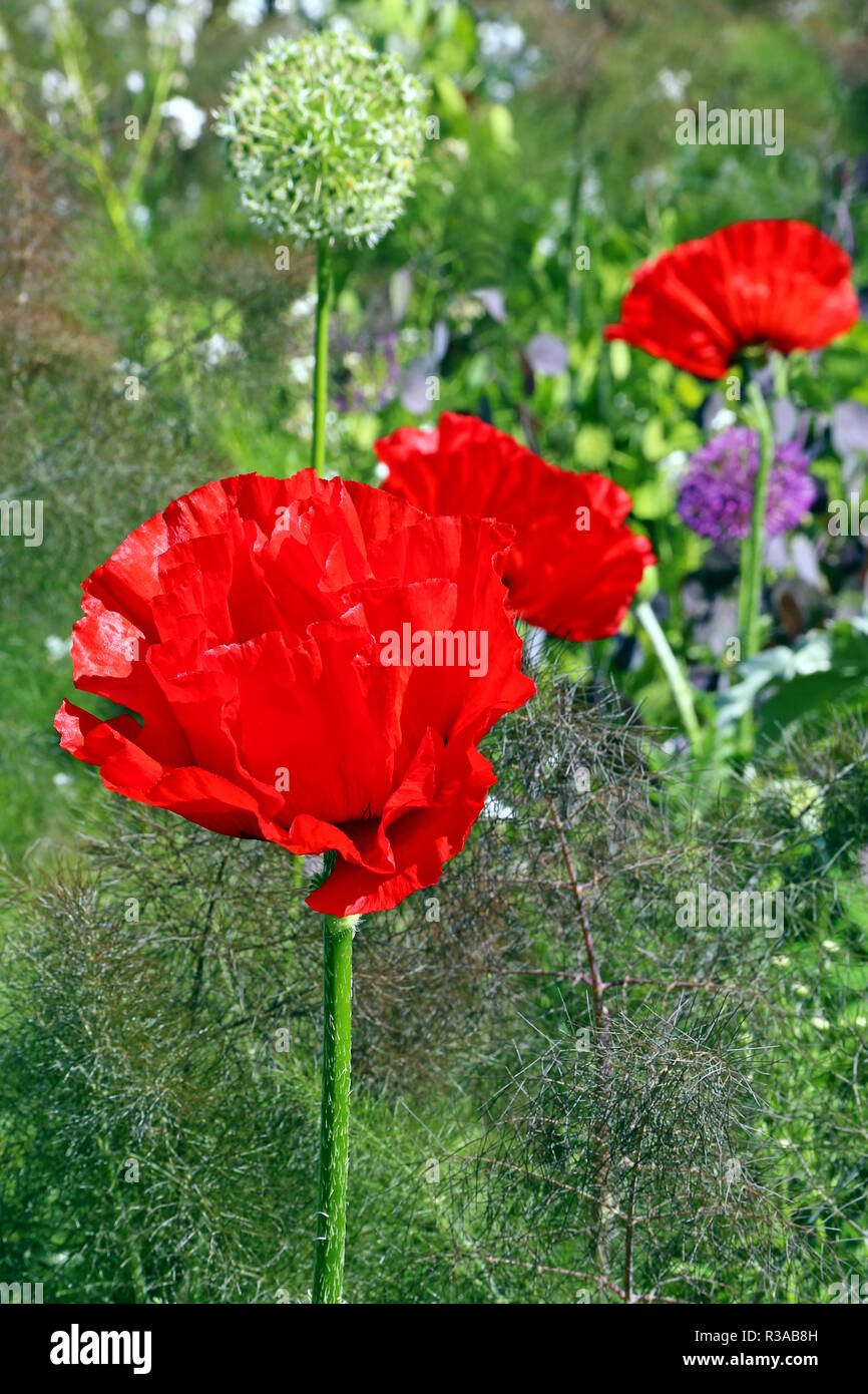 red poppy papaver orientale Stock Photo - Alamy