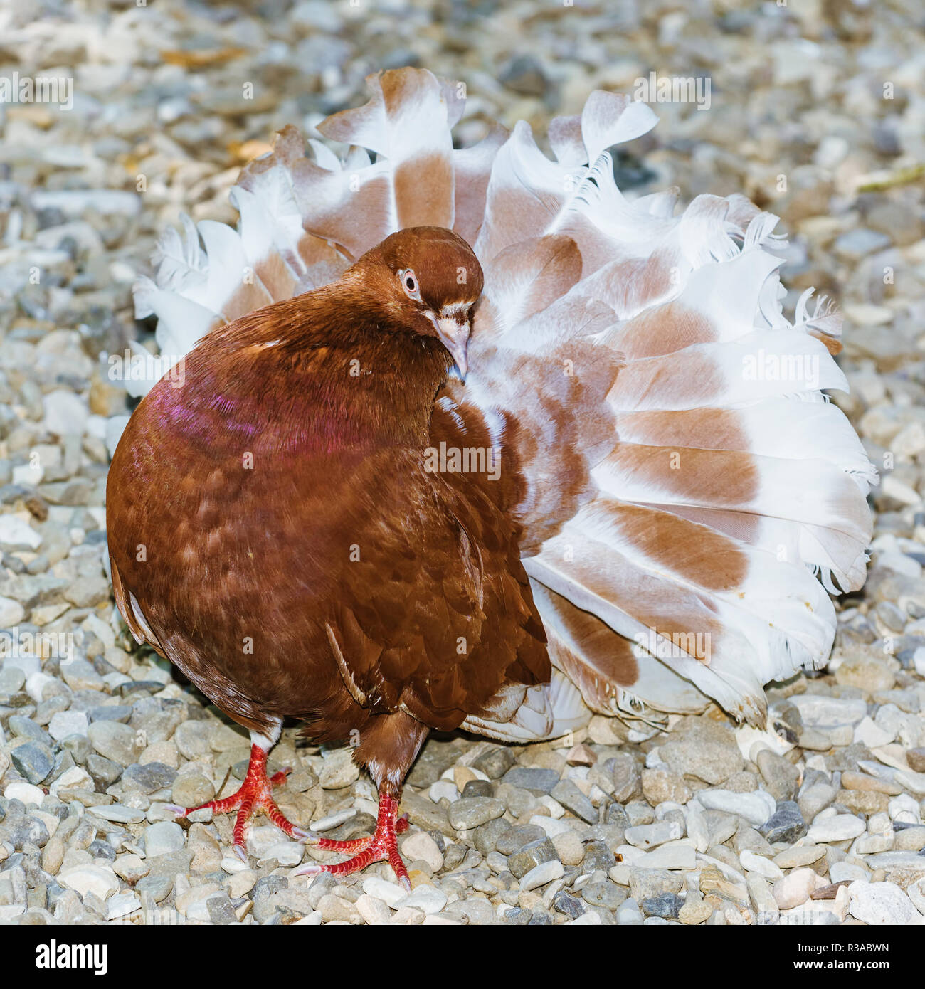 Peacock Pigeon High Resolution Stock Photography and Images - Alamy