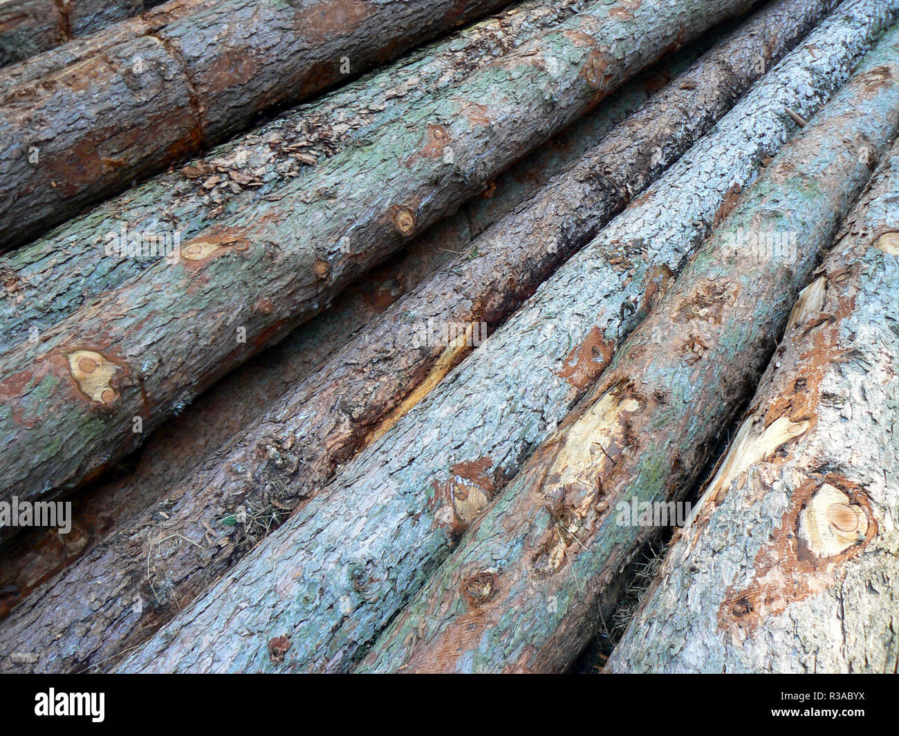 Beaten bark hi-res stock photography and images - Alamy