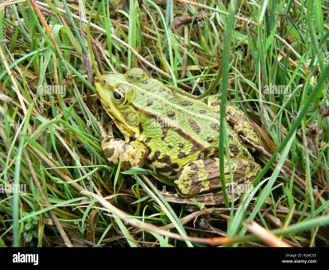 pond frog (rana esculenta,pelophylax esculentus),also known as water ...