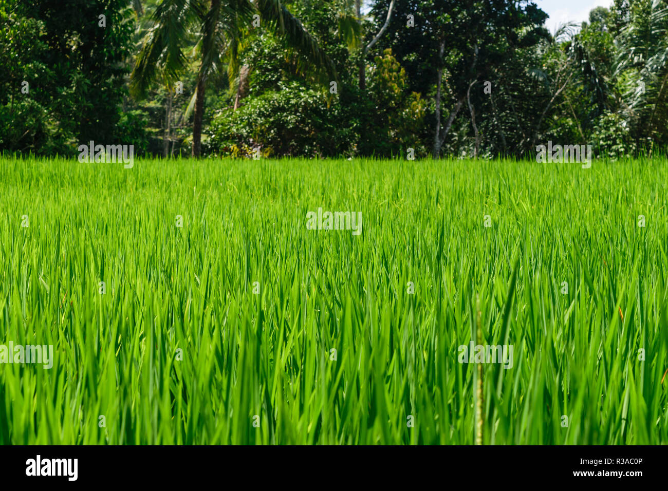 Background surface of green rice field in rice terraces in Bali with ...