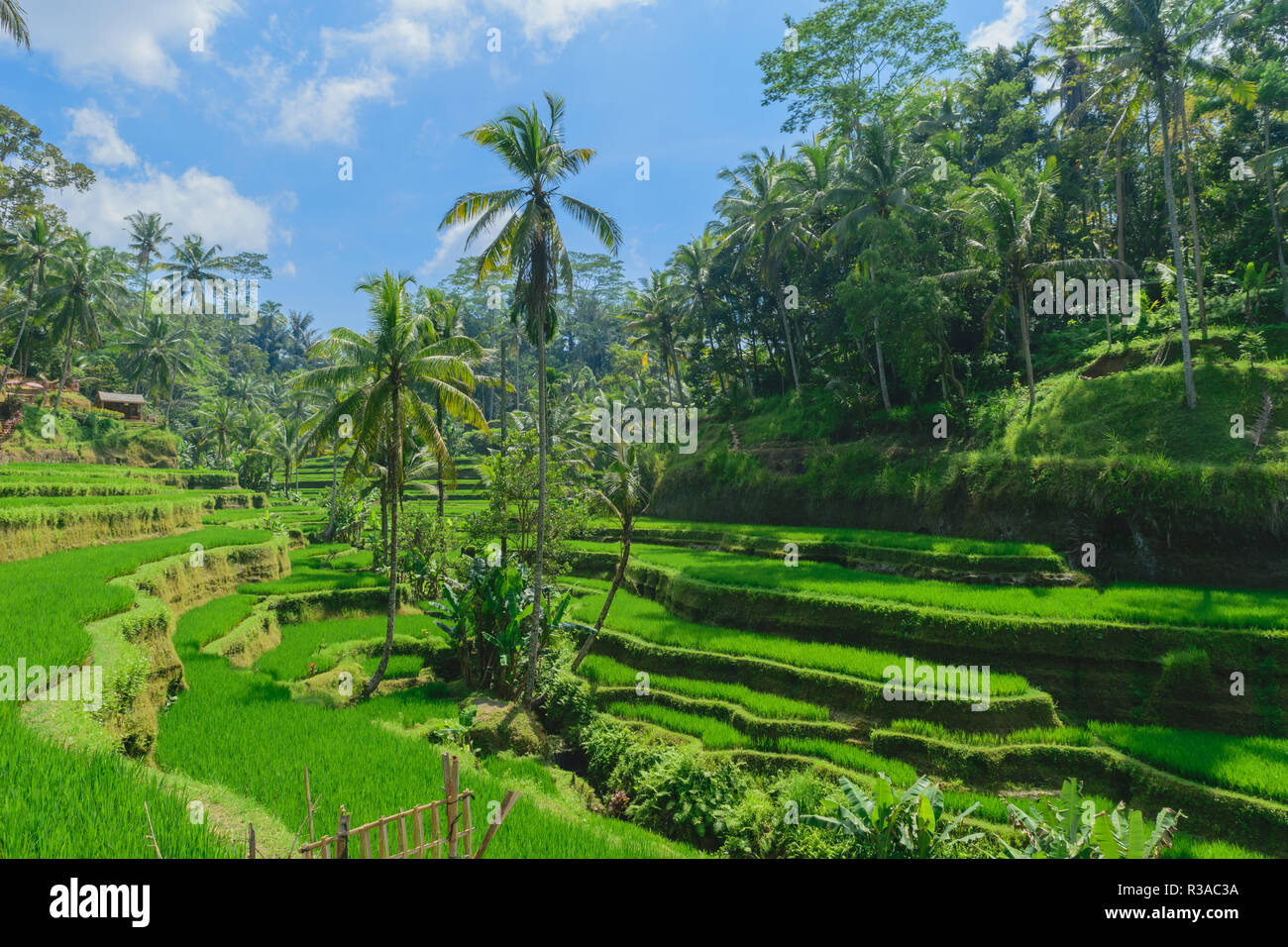 Tegalalang rice terraces beautiful hi-res stock photography and images ...