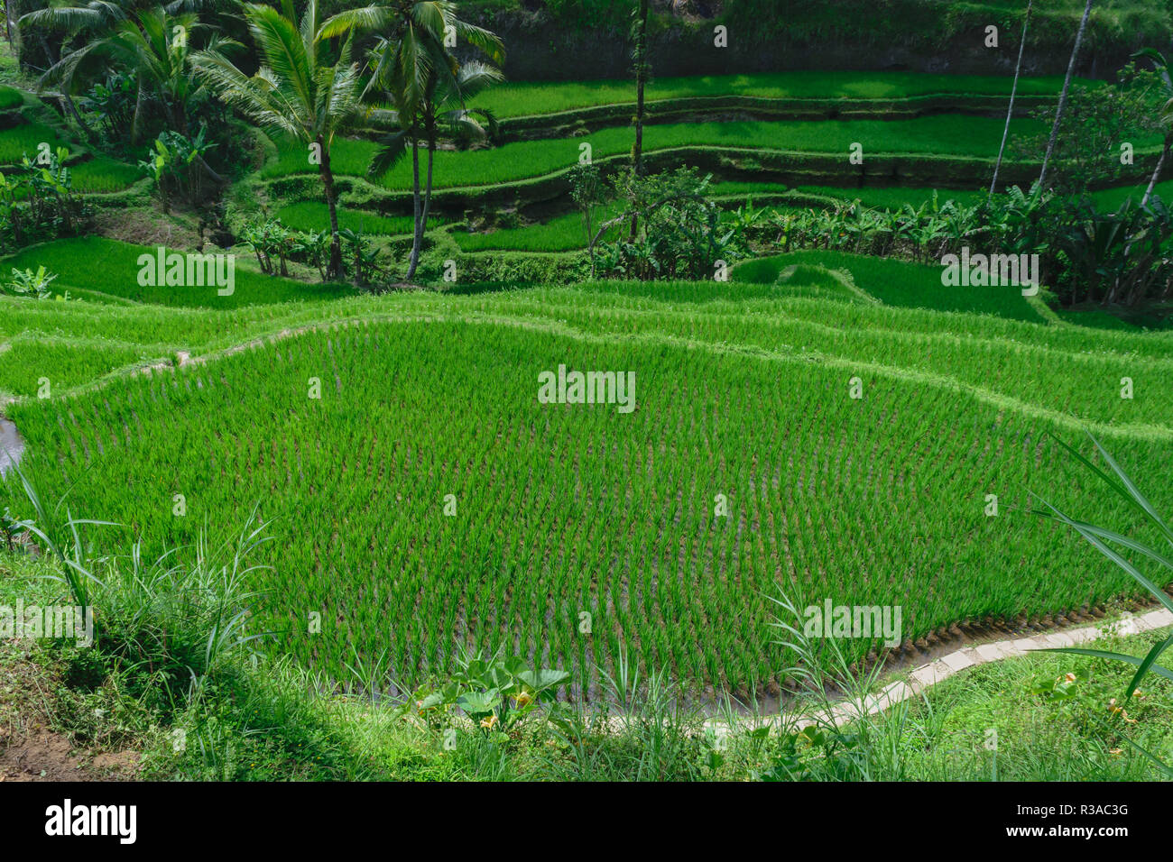 Young rice plant top view hi-res stock photography and images - Alamy