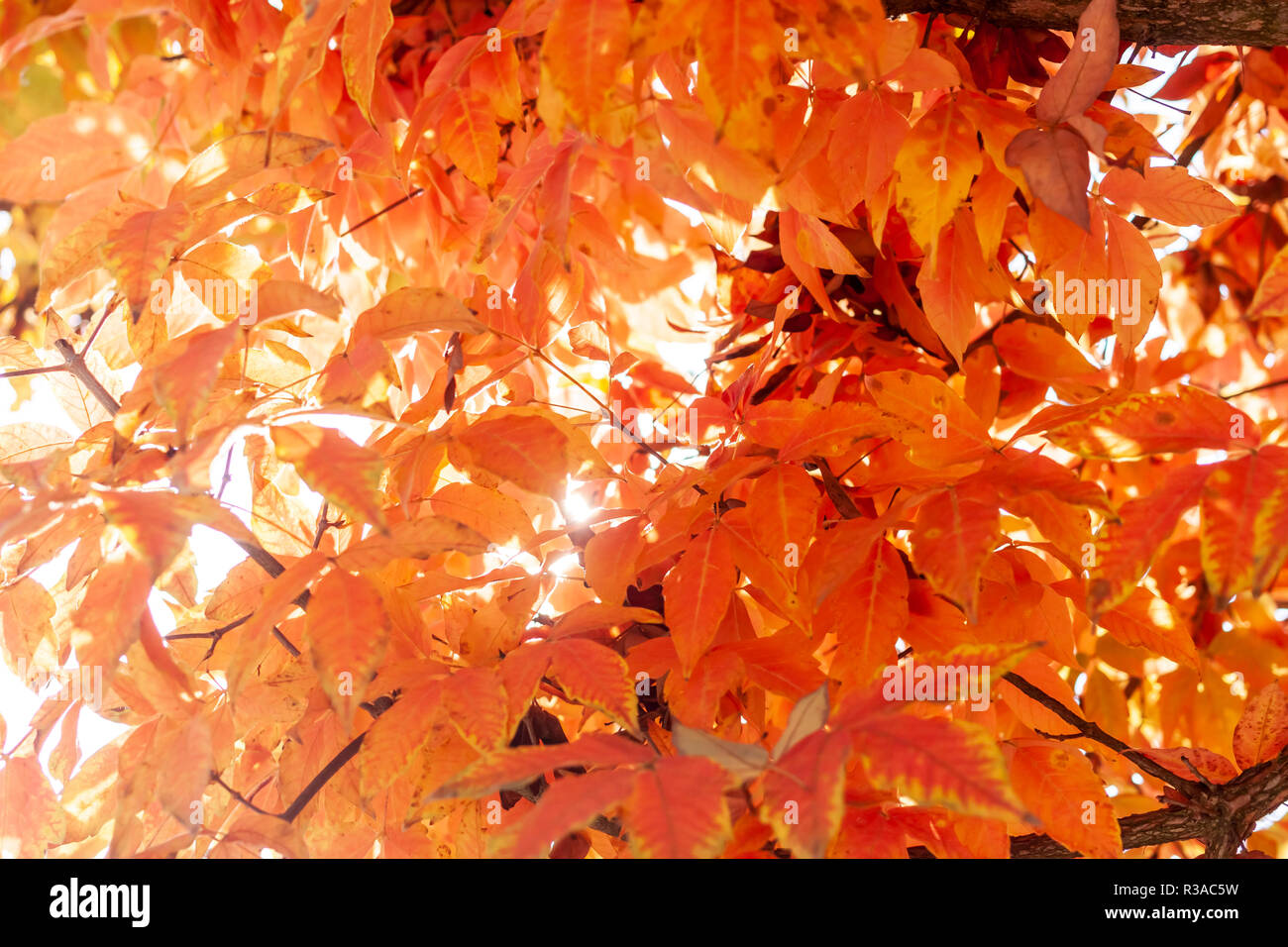 autumn colorful red leaves textured background sunny light Stock Photo ...