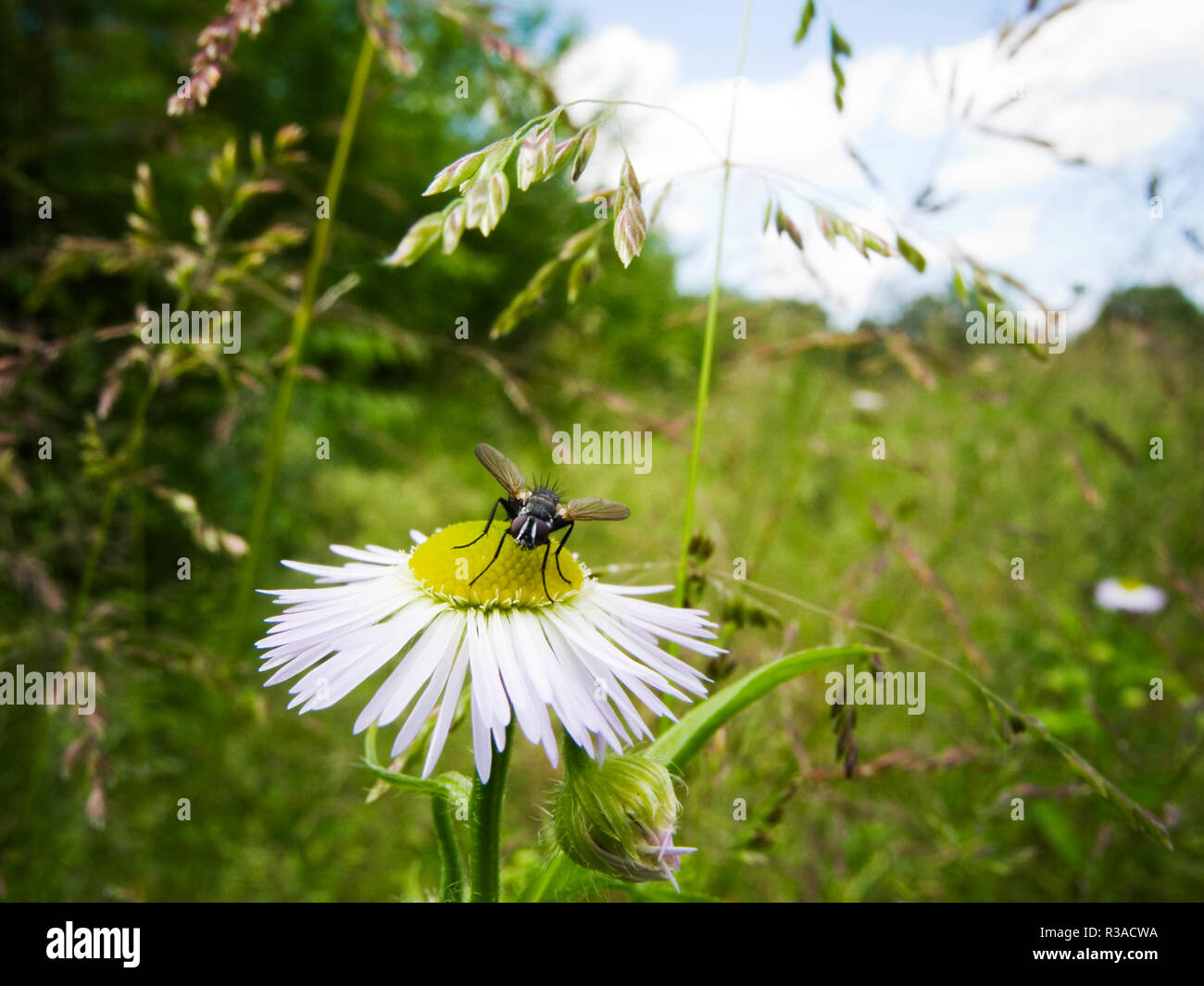 fly on daisy Stock Photo - Alamy