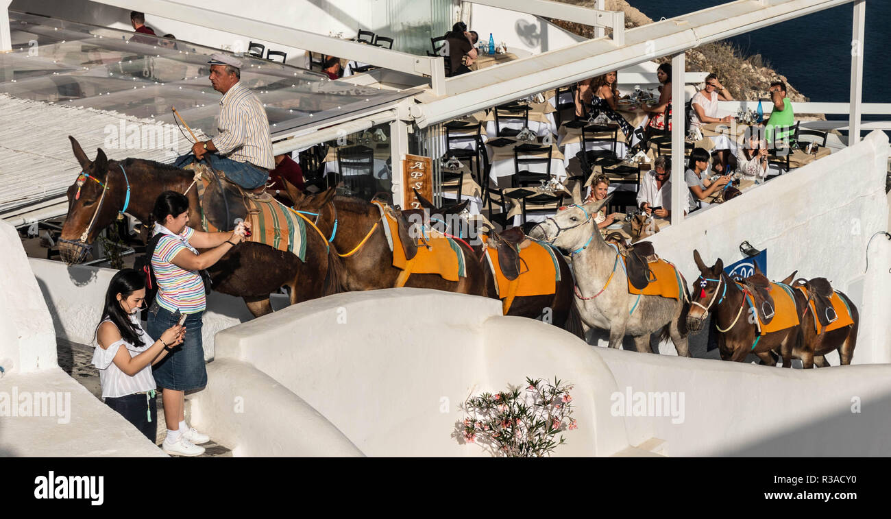 Mule train hi-res stock photography and images - Alamy
