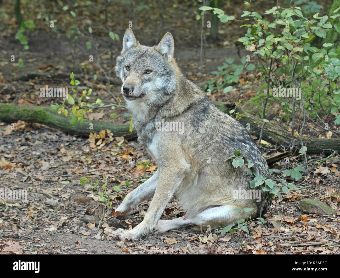 Wolf sitting hi-res stock photography and images - Alamy