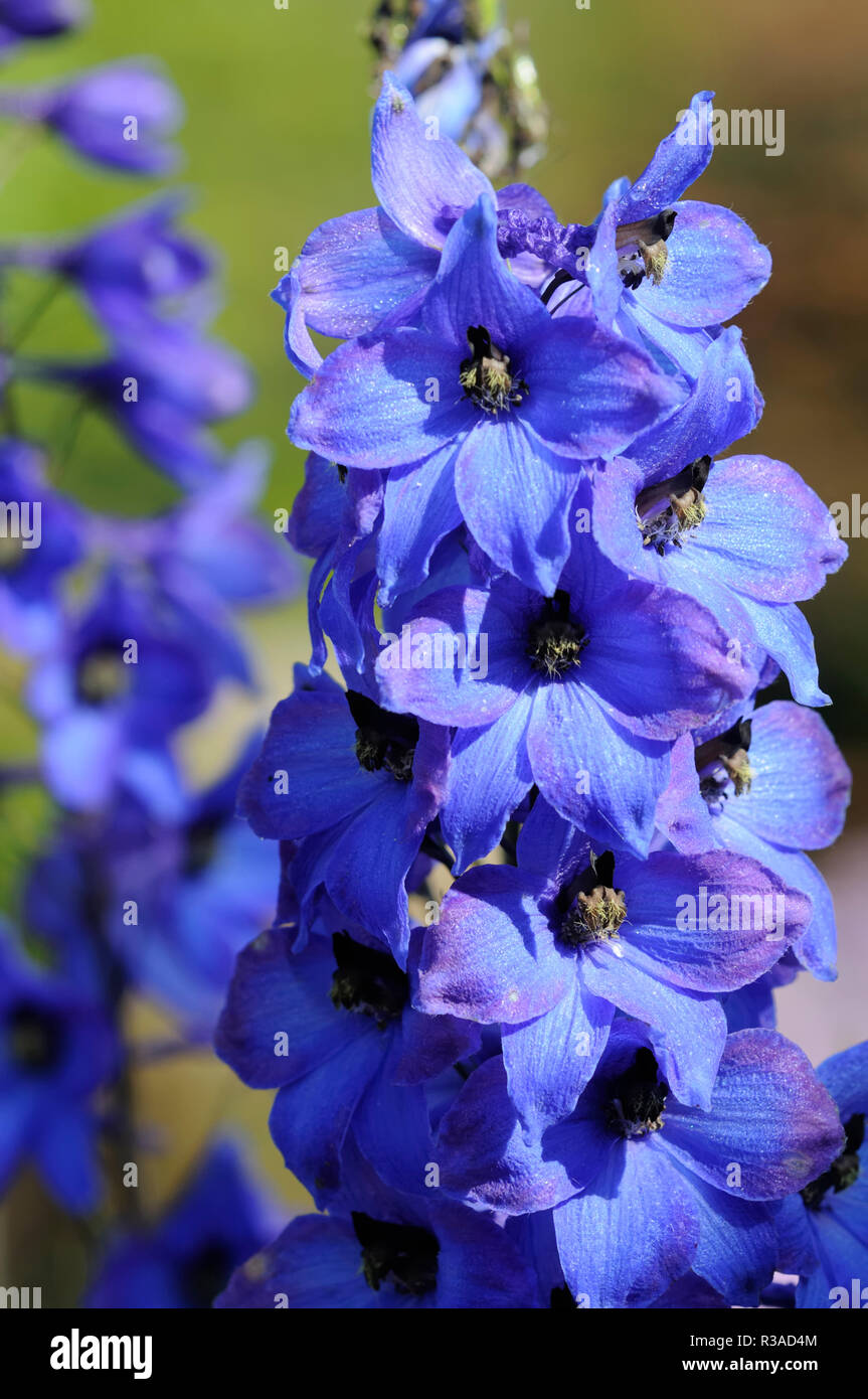 Violet flower of the plant delphinium hi-res stock photography and ...