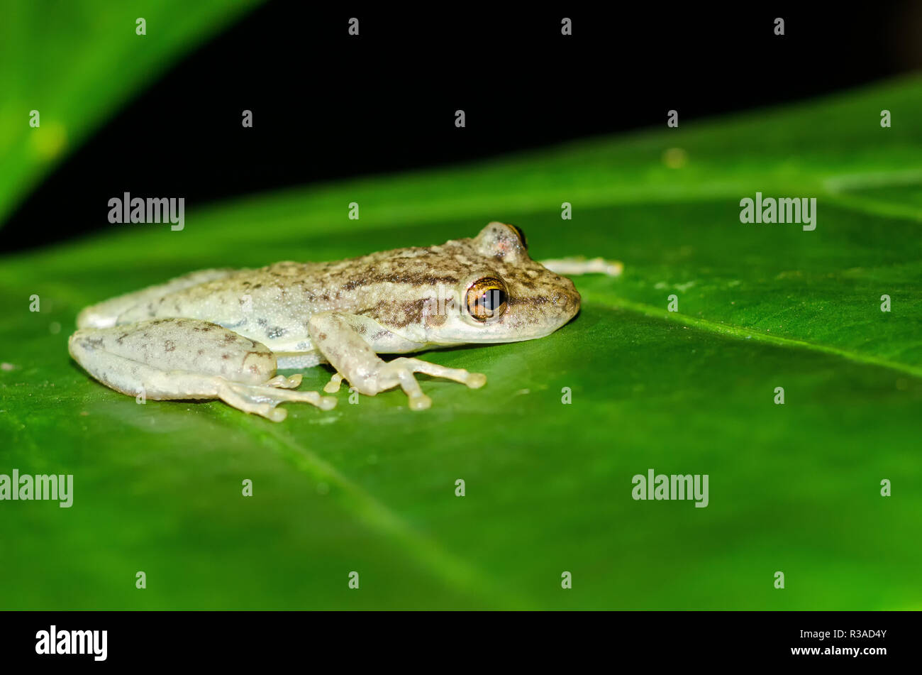 frog in the jungle Stock Photo - Alamy