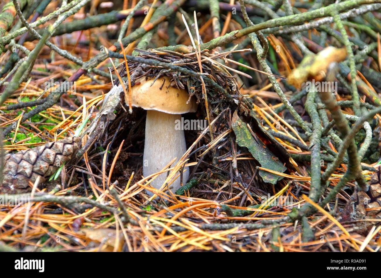 cep - cep 62 Stock Photo - Alamy