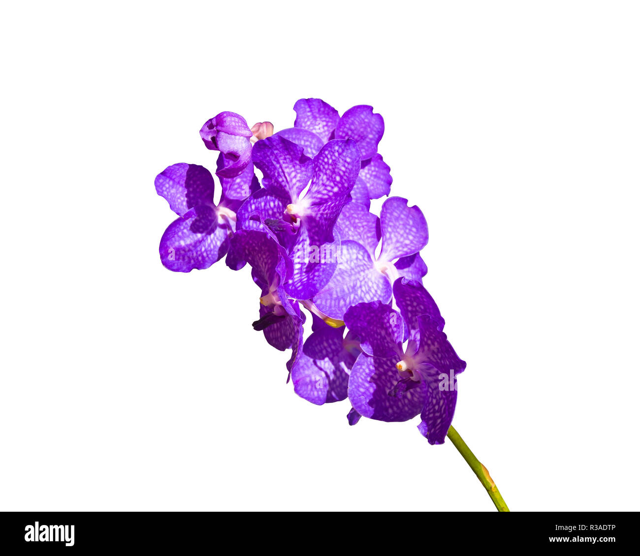 Deep floral colors Cut Out Stock Images & Pictures - Alamy