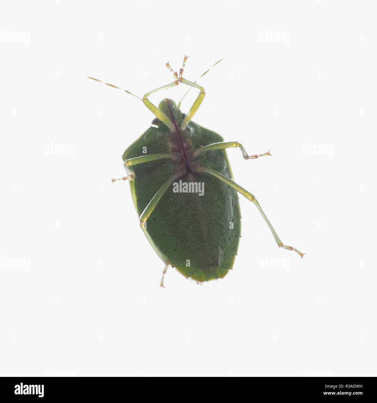 Green stink bug nezara viridula Cut Out Stock Images & Pictures - Alamy