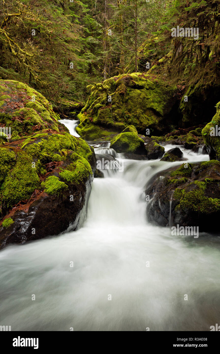 OR02468-00...OREGON - Falls Creek descending a narrow channel between ...