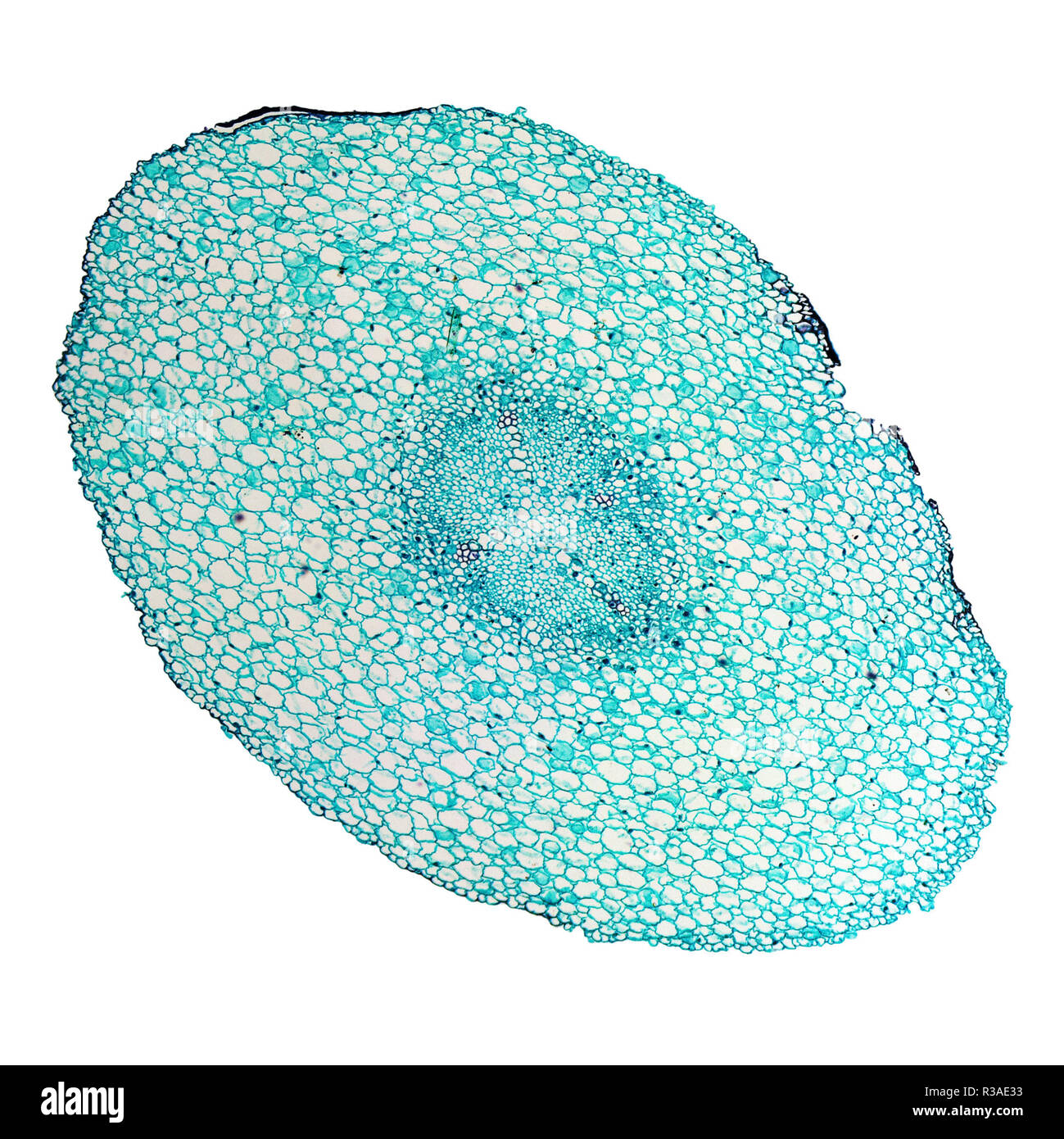 Plant root cross section microscope hi-res stock photography and images ...