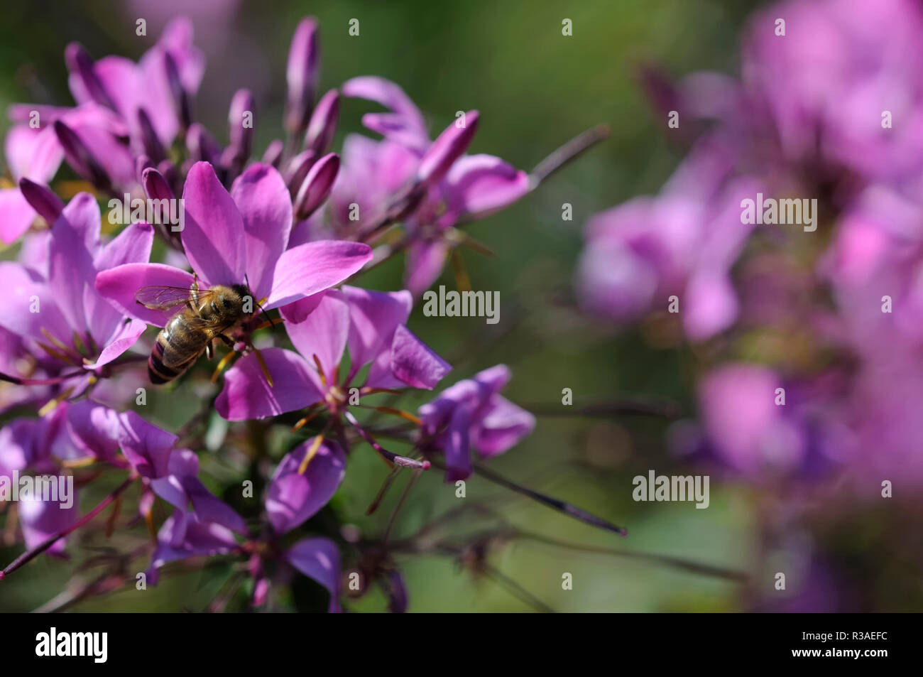 Fall insects hi-res stock photography and images - Alamy