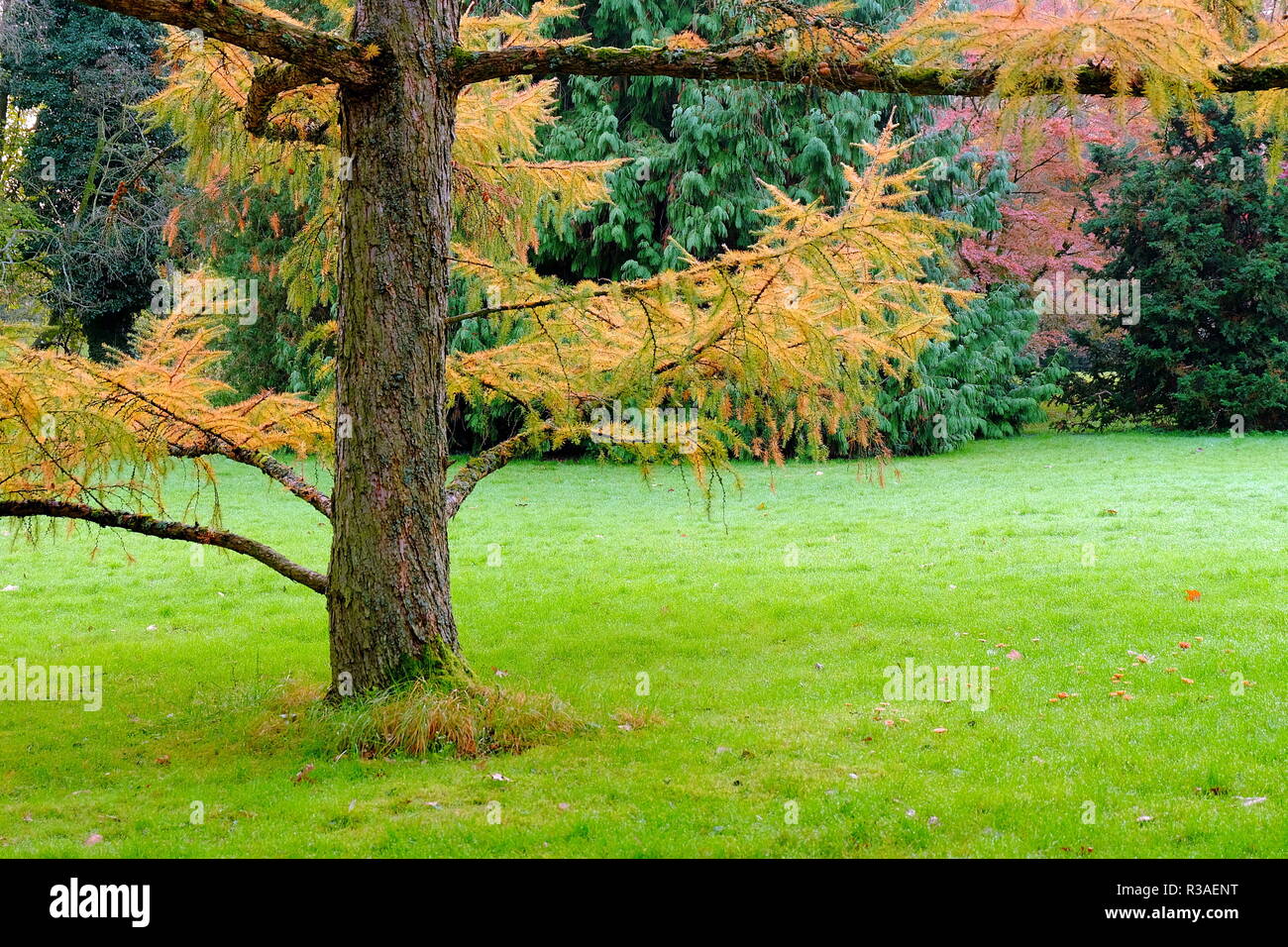 Park rasen hi-res stock photography and images - Alamy